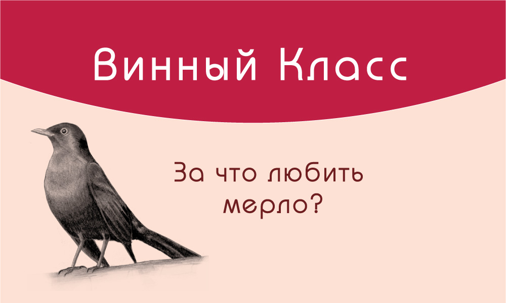 Мерло (Merlot). Сорт винограда и вино из него